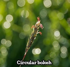 Mengenal Teknik Bokeh Pada Gambar atau Video - Deras